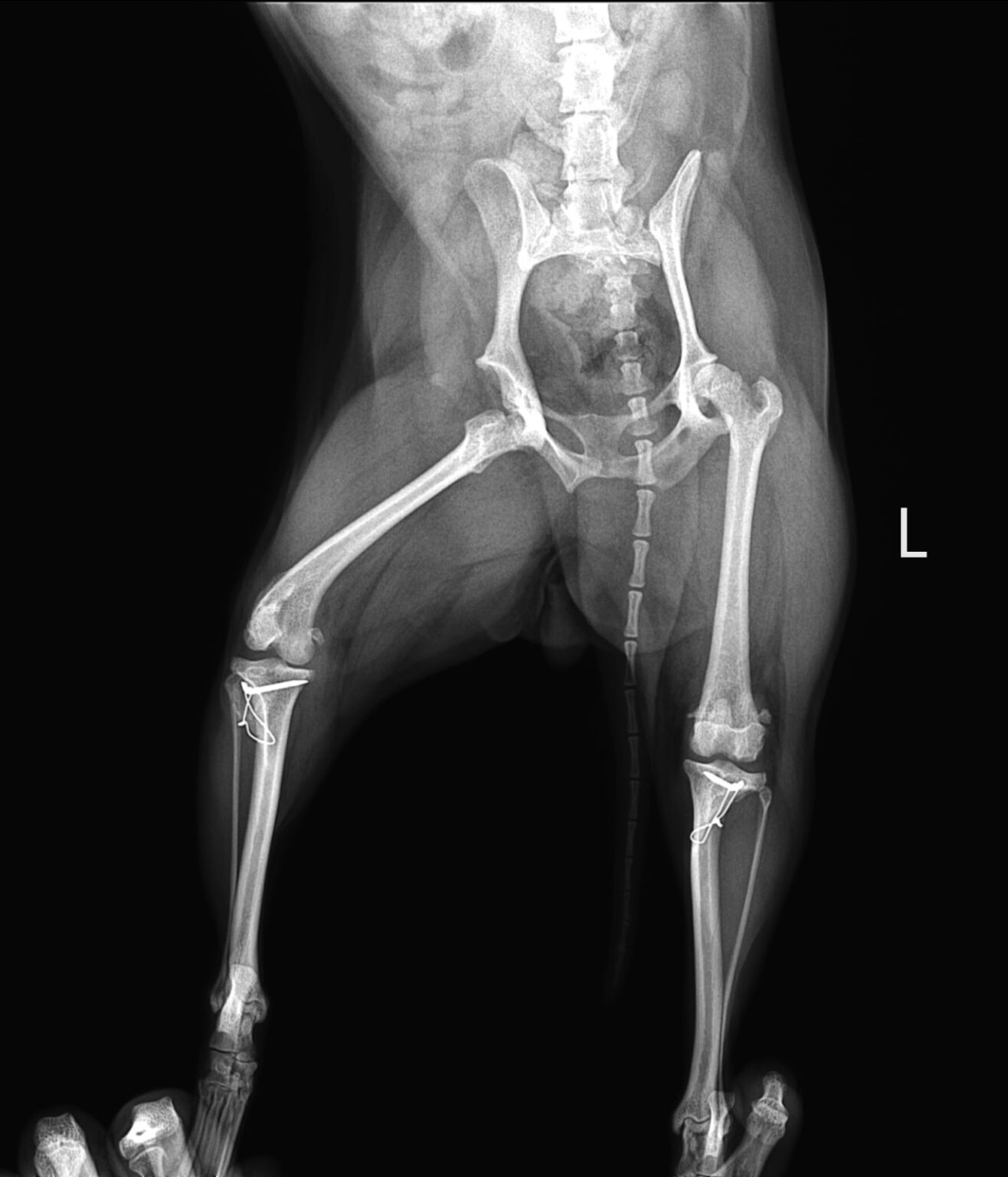 [수술 사례] 강서구동물병원 강아지 고관절 탈구 FHNO - 강서YD동물의료센터